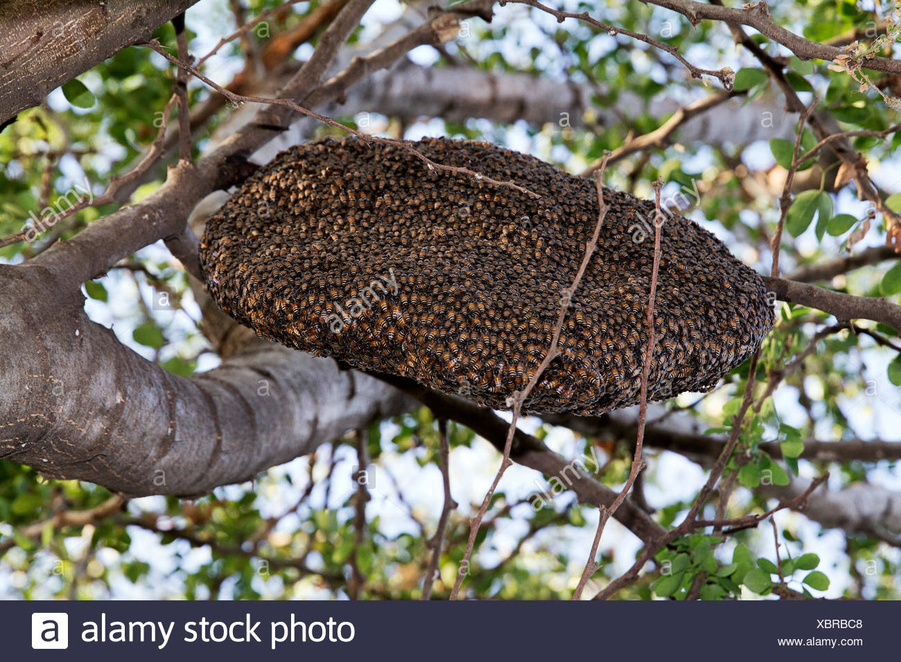 Bee Hive Honey Swarm Tree Stock Photos & Bee Hive Honey Swarm Tree ...