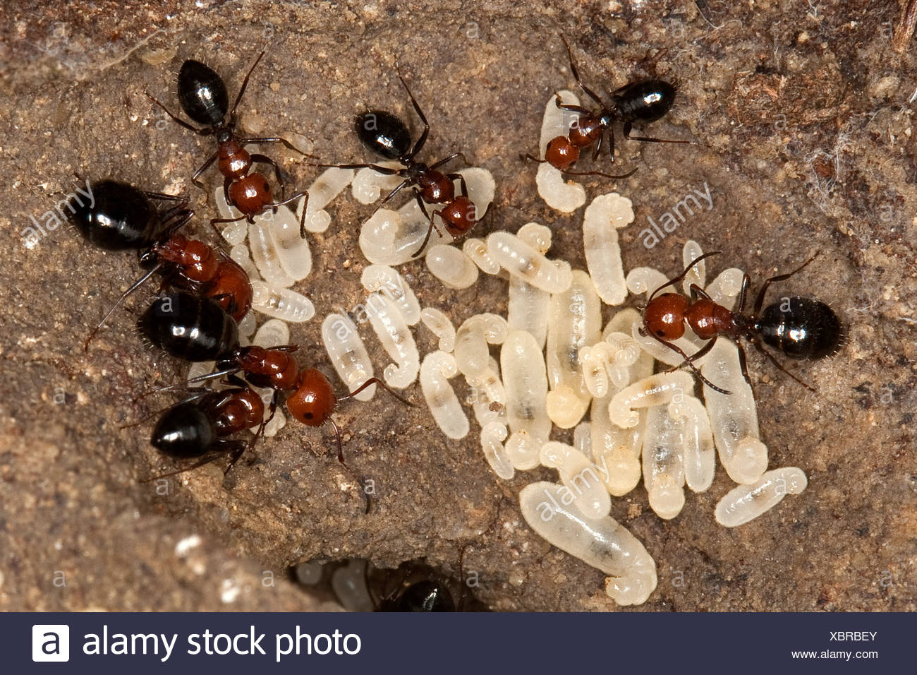 Ant Larva Stock Photos & Ant Larva Stock Images - Alamy