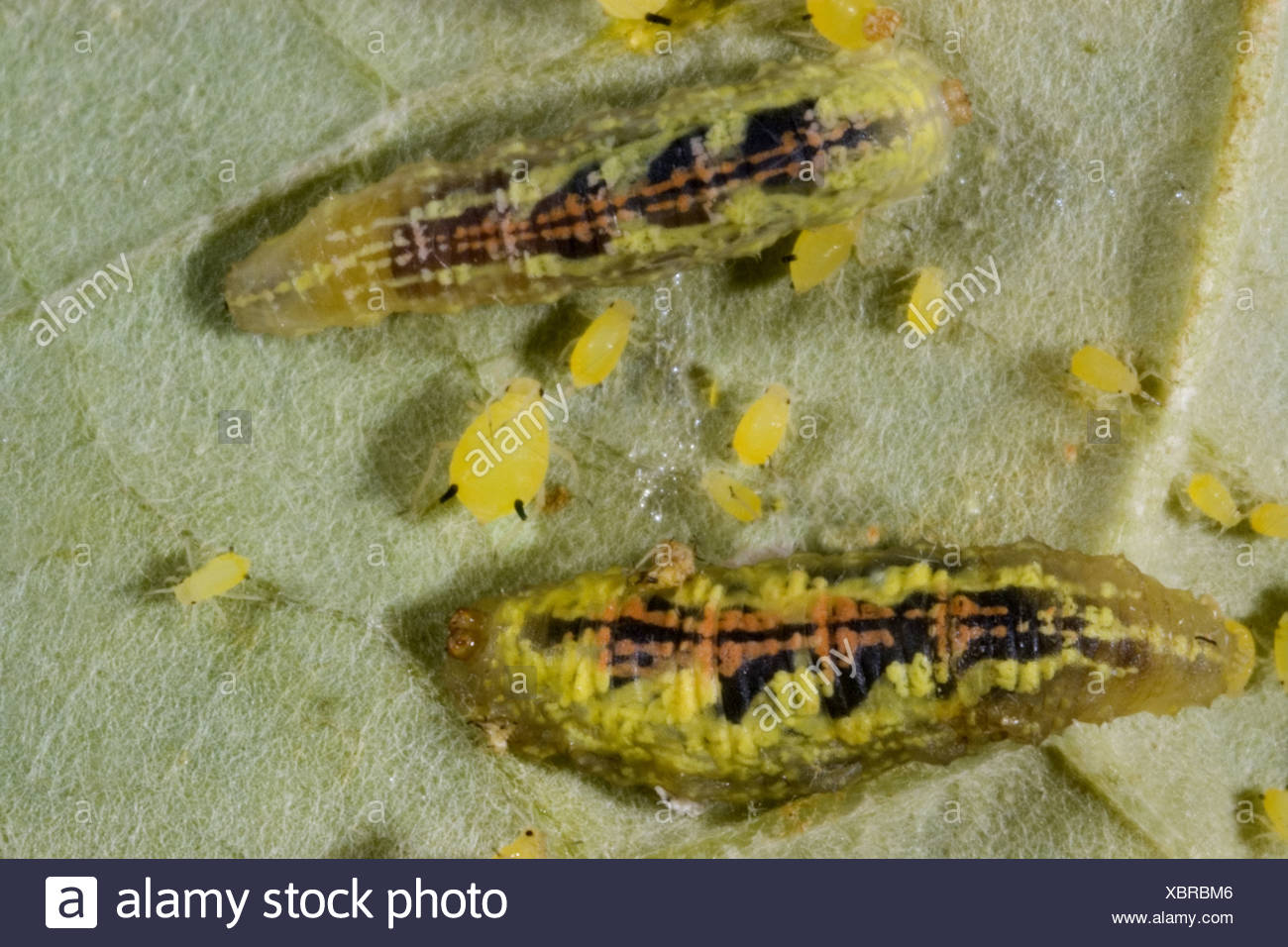 Hoverfly Larvae Stock Photos & Hoverfly Larvae Stock Images - Alamy