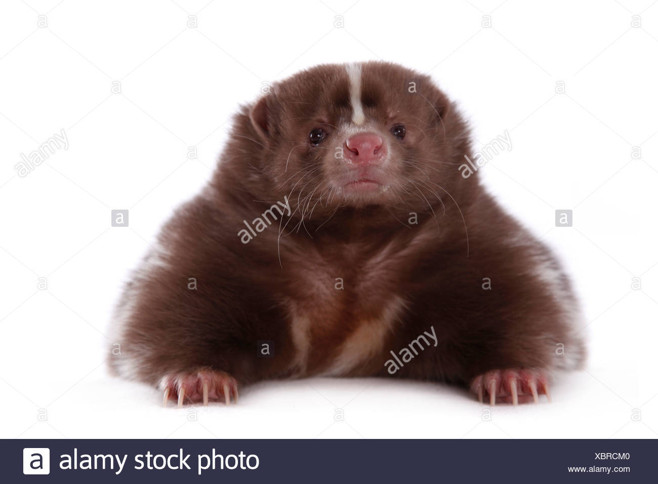 Skunk Skunks Brown Brown White High Resolution Stock Photography and ...