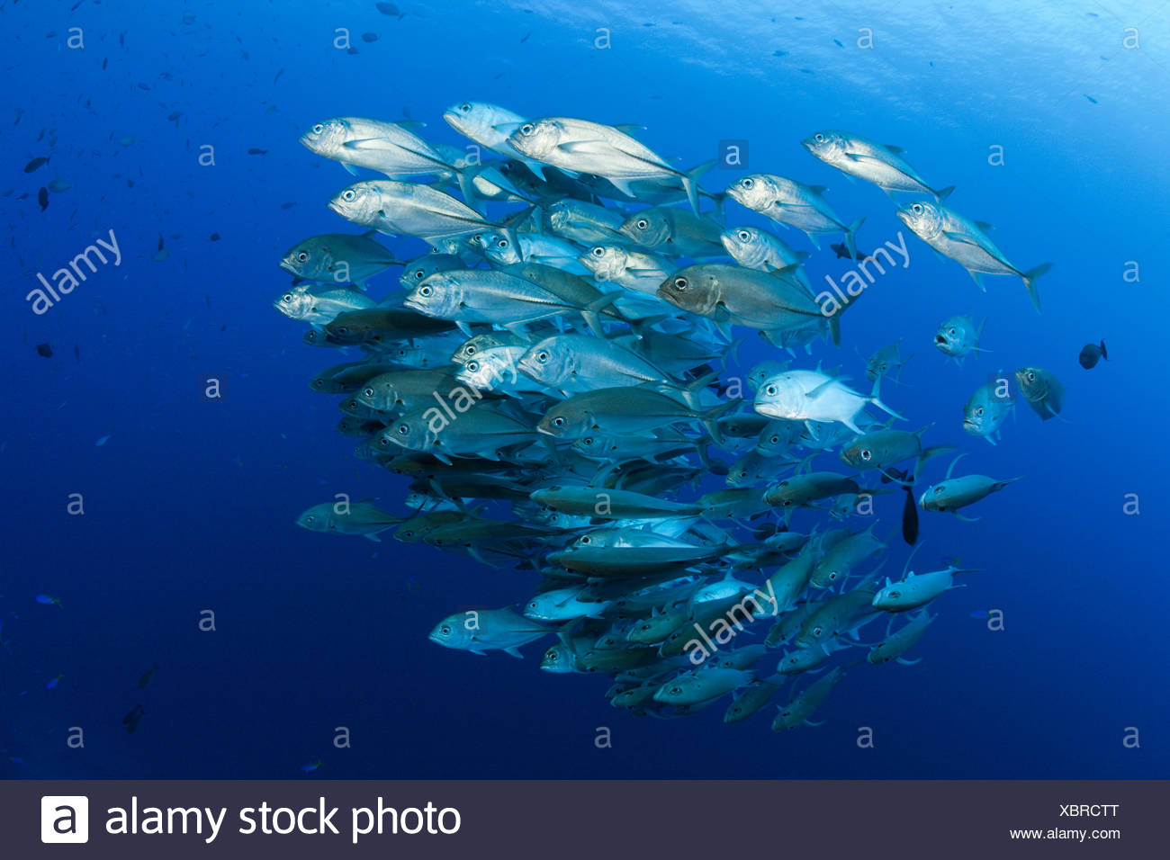Underwater Suction High Resolution Stock Photography and Images - Alamy