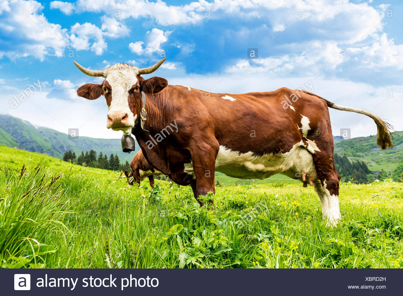 Abondance Cow Stock Photos & Abondance Cow Stock Images - Alamy
