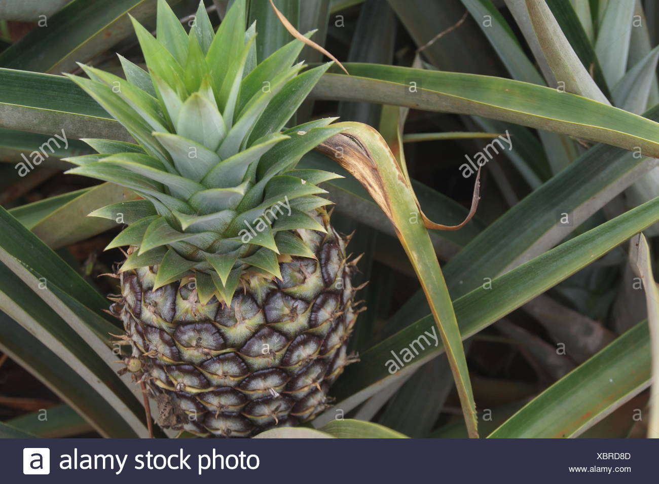 Ananas Feld Stock Photos & Ananas Feld Stock Images - Alamy