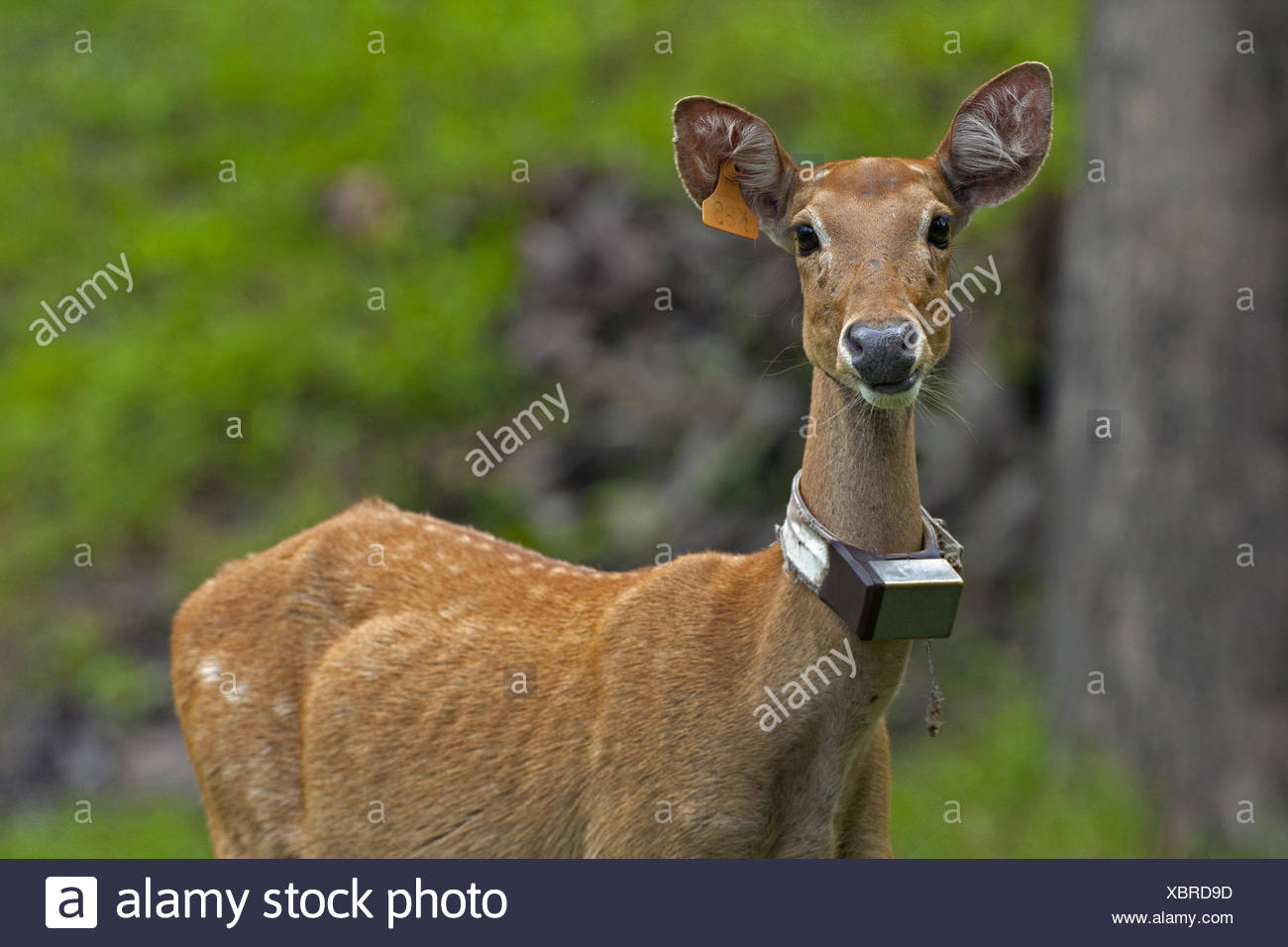 Cervus Eldii High Resolution Stock Photography and Images - Alamy