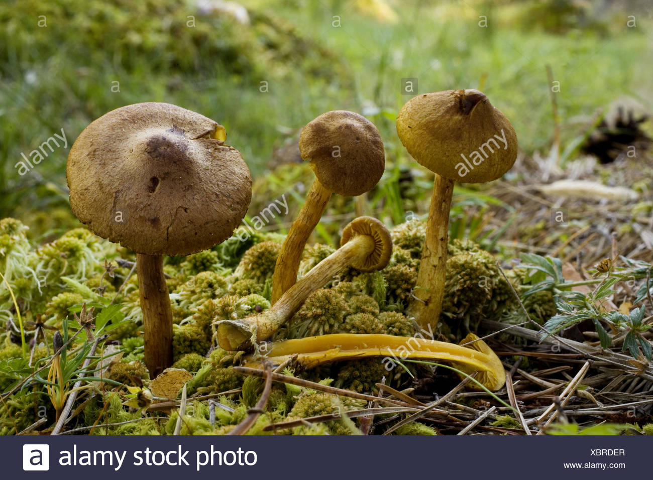 Inocybe High Resolution Stock Photography and Images - Alamy
