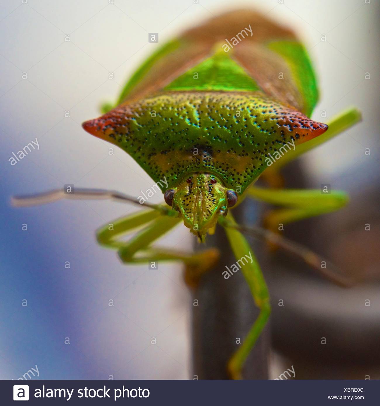Hemiptera High Resolution Stock Photography and Images - Alamy