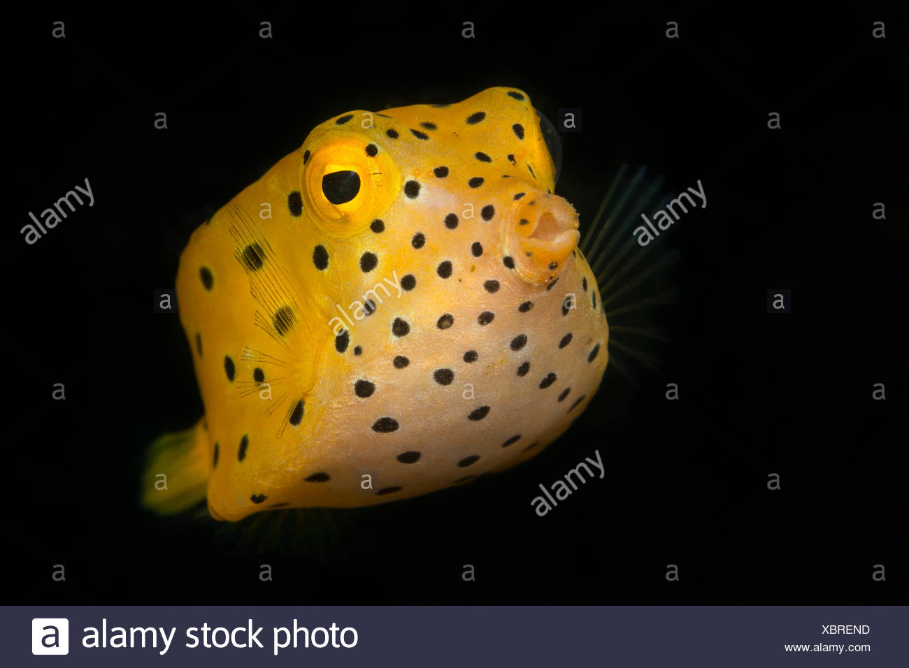 Yellow Boxfish High Resolution Stock Photography and Images - Alamy