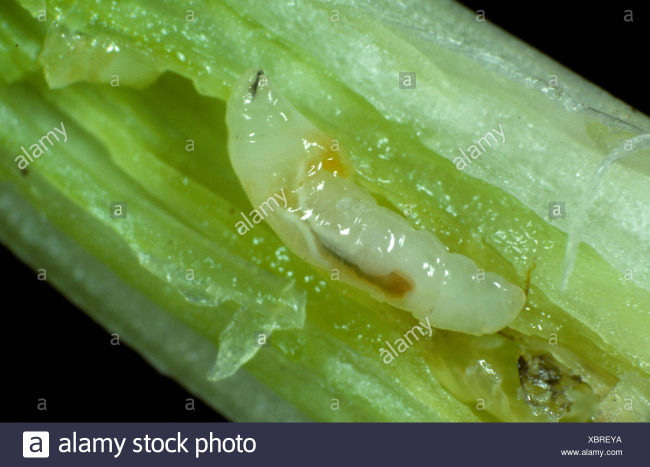 Gout Fly Chlorops Pumilionis Larva High Resolution Stock Photography ...