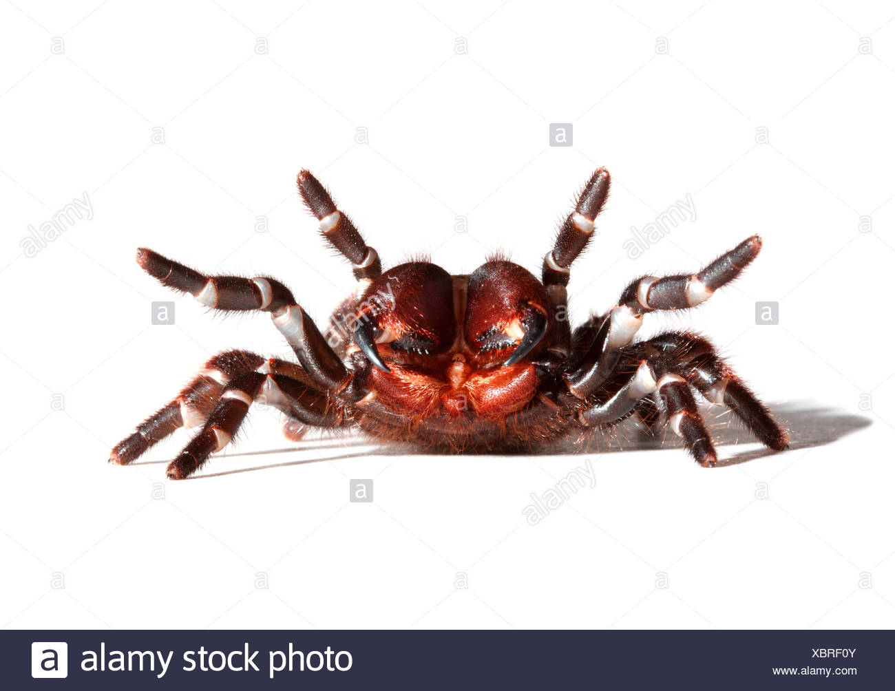 Sydney Funnel Web Spider Atrax Robustus High Resolution Stock ...