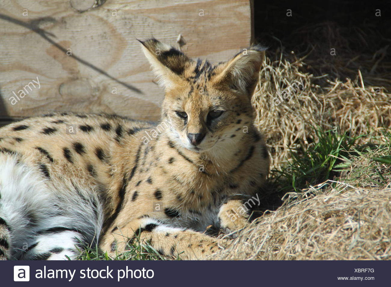 Serval Cat Skin High Resolution Stock Photography and Images - Alamy