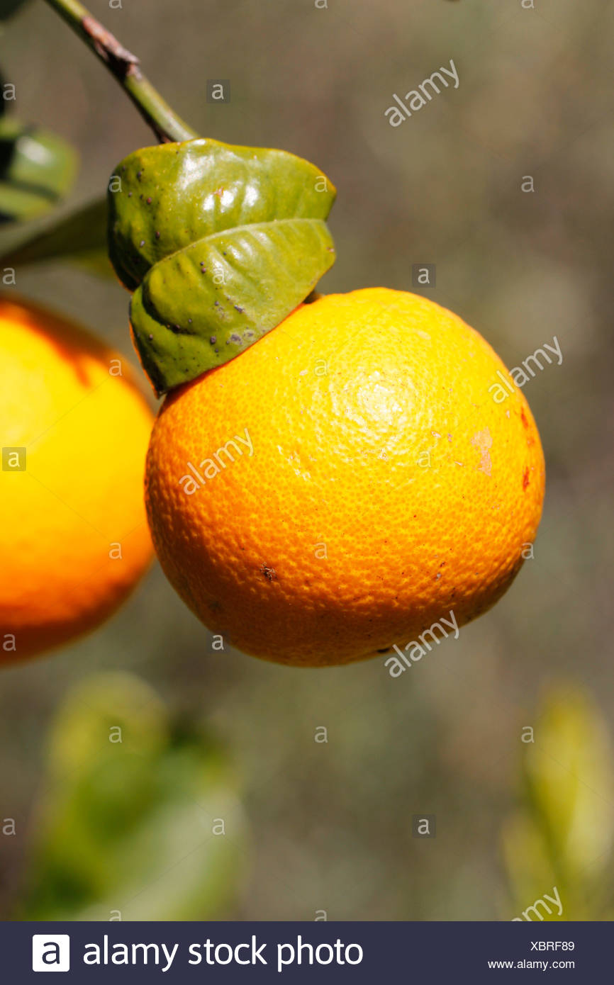 Oranges Sicily Stock Photos & Oranges Sicily Stock Images - Alamy