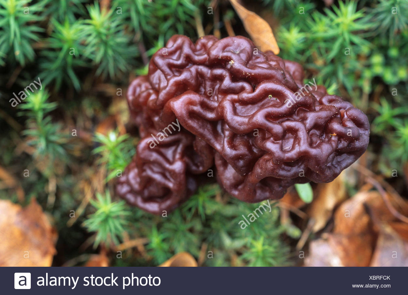 Gyromitra Esculenta High Resolution Stock Photography and Images - Alamy