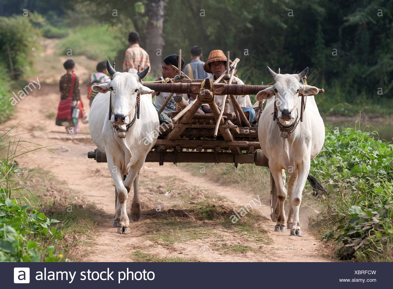 Oxen Pulling Wagon Driver