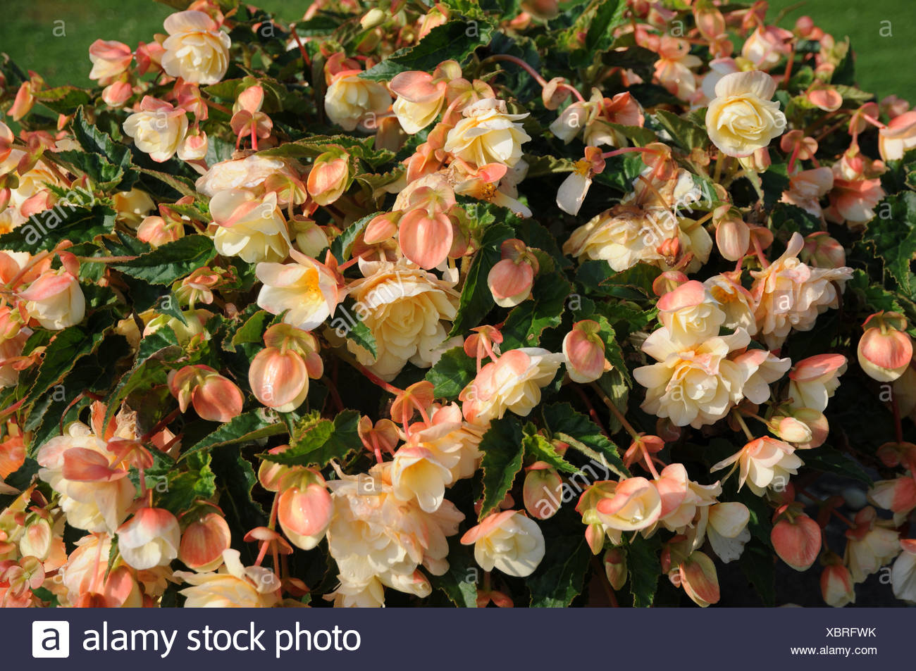 Begonia Tuberhybrida High Resolution Stock Photography and Images - Alamy