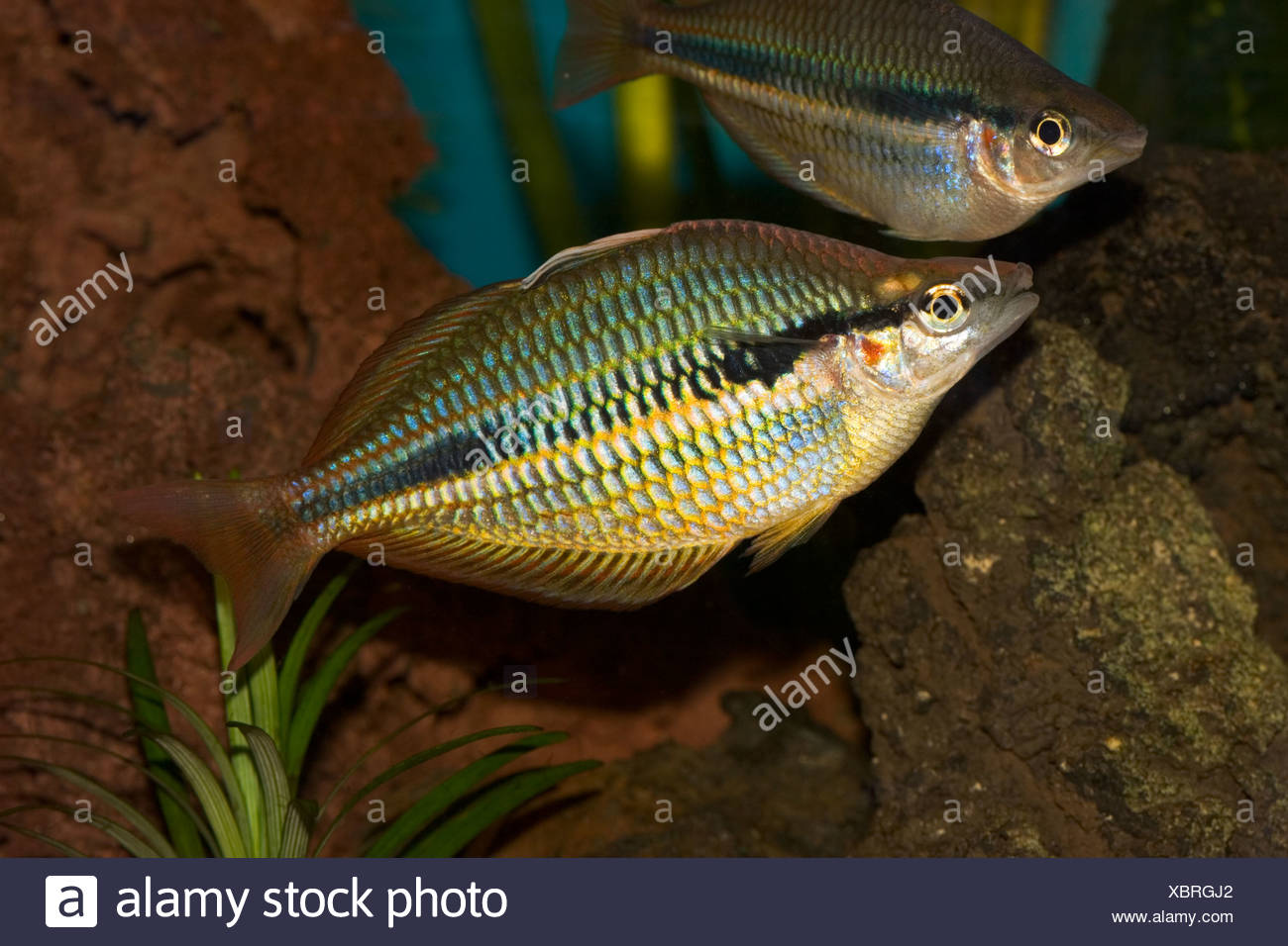 Melanotaenia High Resolution Stock Photography and Images - Alamy