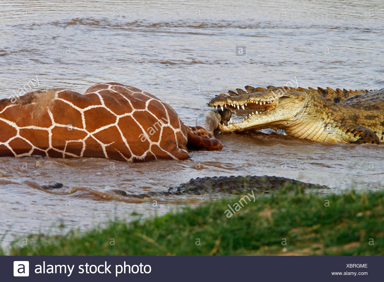 Crocodile And Giraffe High Resolution Stock Photography and Images - Alamy