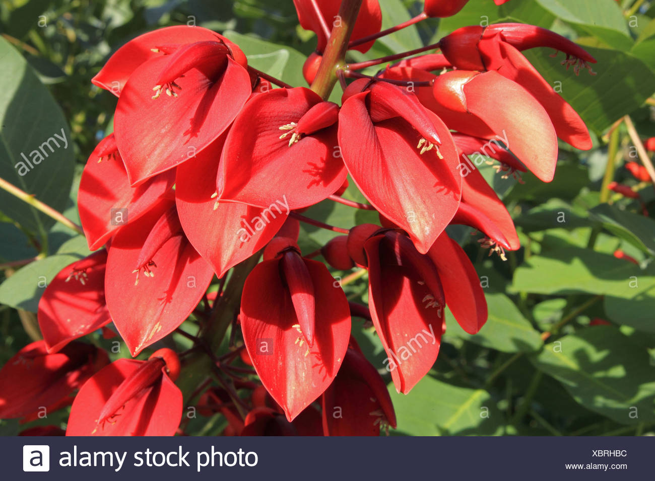 Red Flowers Of Erythrina Crista Galli High Resolution Stock Photography ...