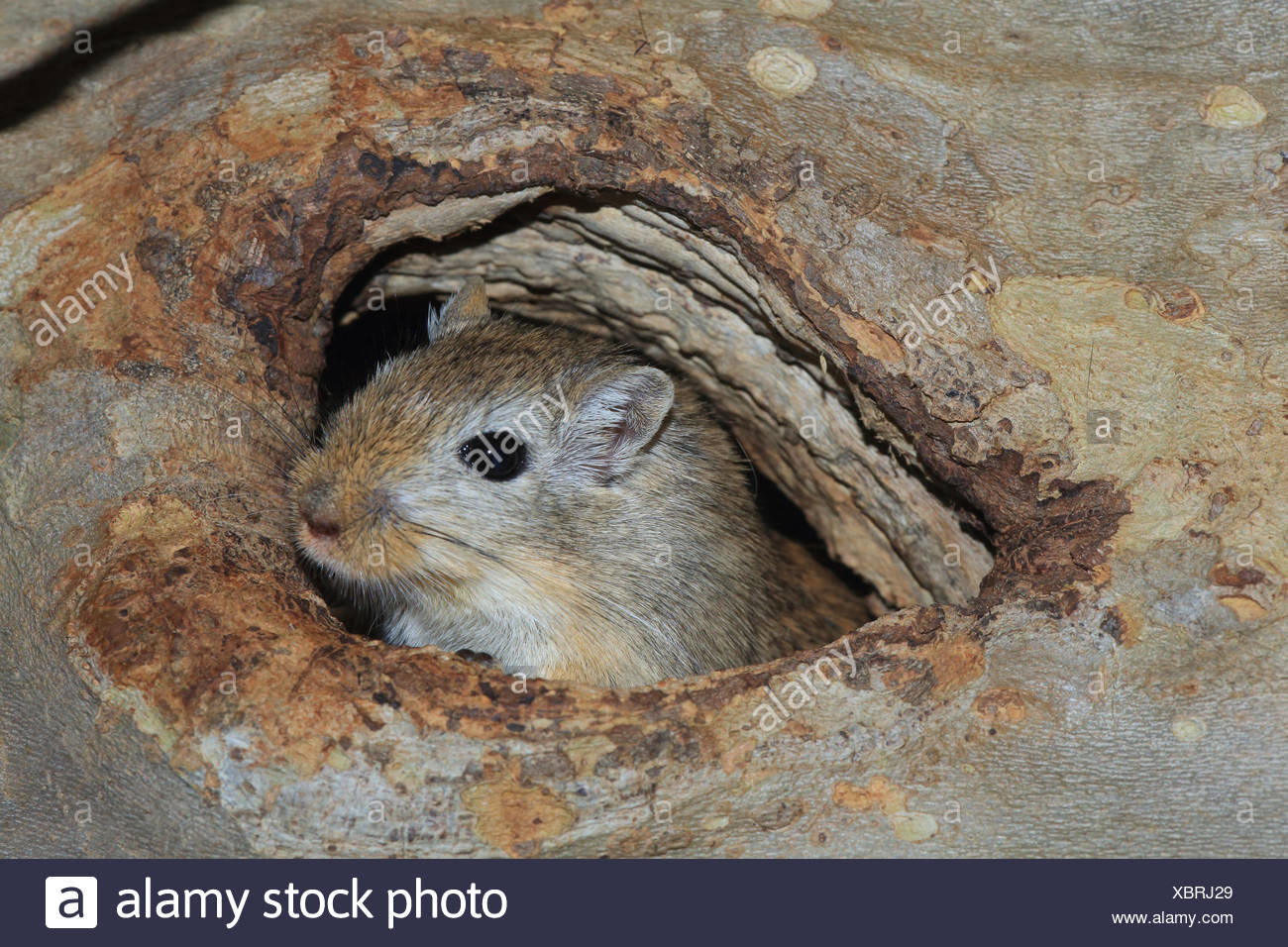 Meriones Unguiculatus High Resolution Stock Photography and Images - Alamy