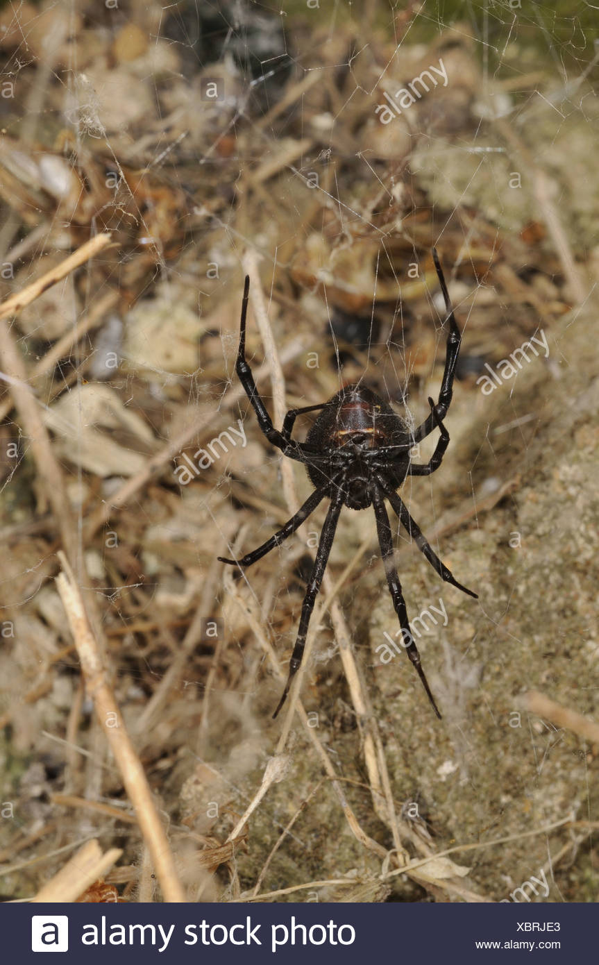European Black Widow Spider High Resolution Stock Photography and ...