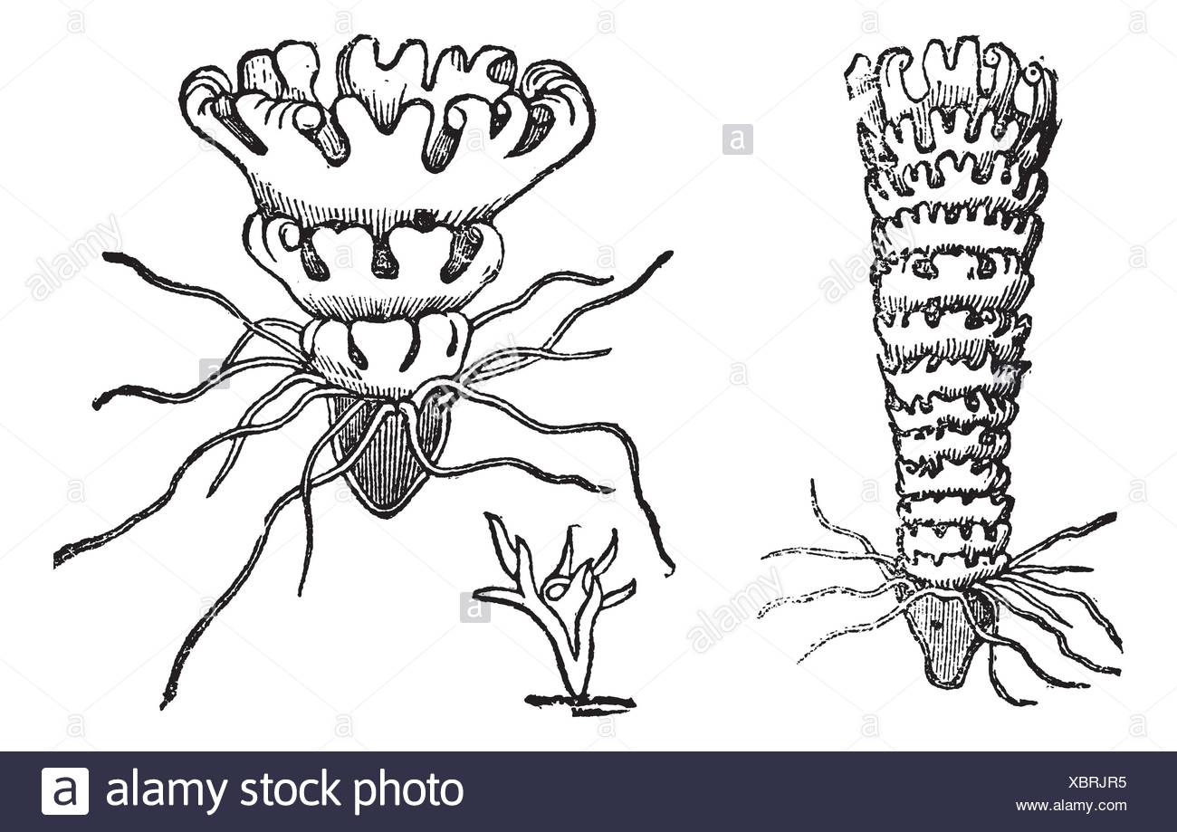 Jellyfish Life Cycle High Resolution Stock Photography and Images - Alamy