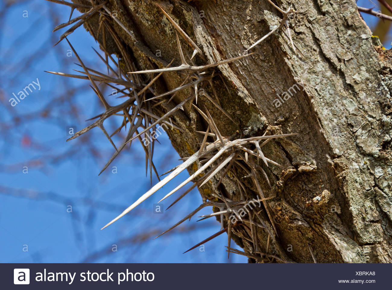 Honey Locust Trunk Gleditsia Triacanthos High Resolution Stock ...