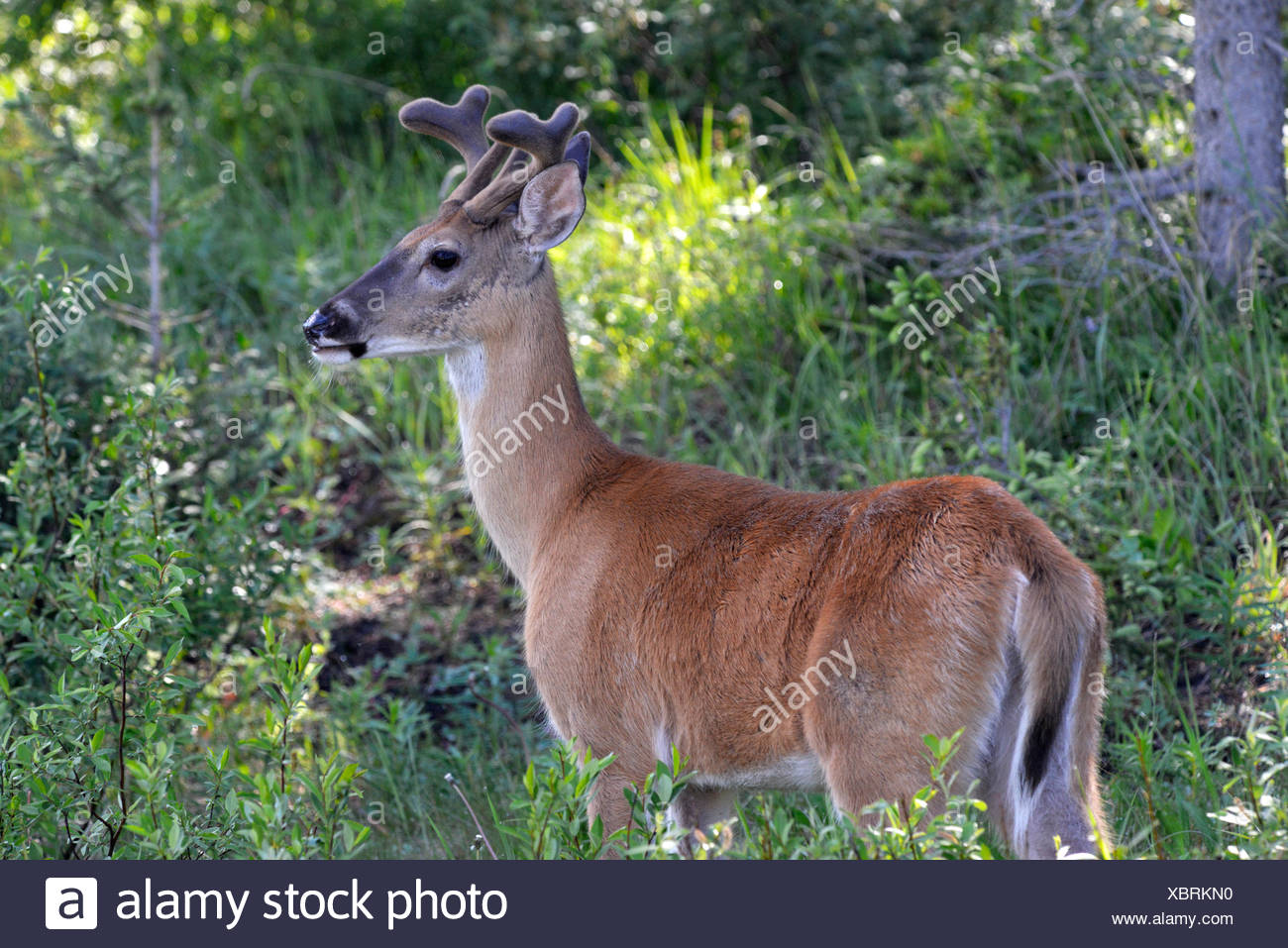 Odocoileus Hemionus Mule Deer High Resolution Stock Photography and ...