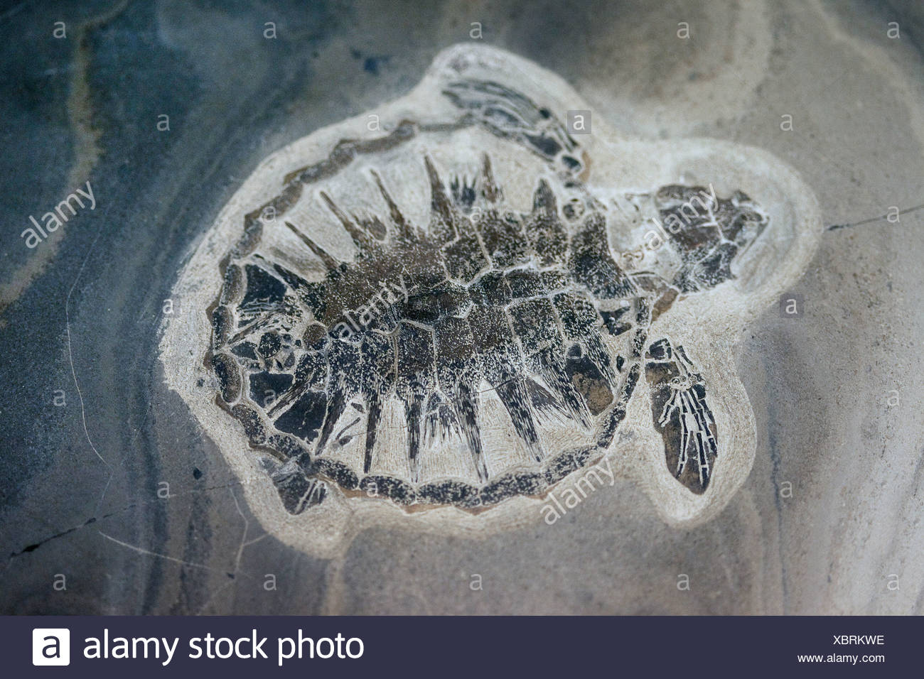 Fossilized Shells High Resolution Stock Photography and Images - Alamy