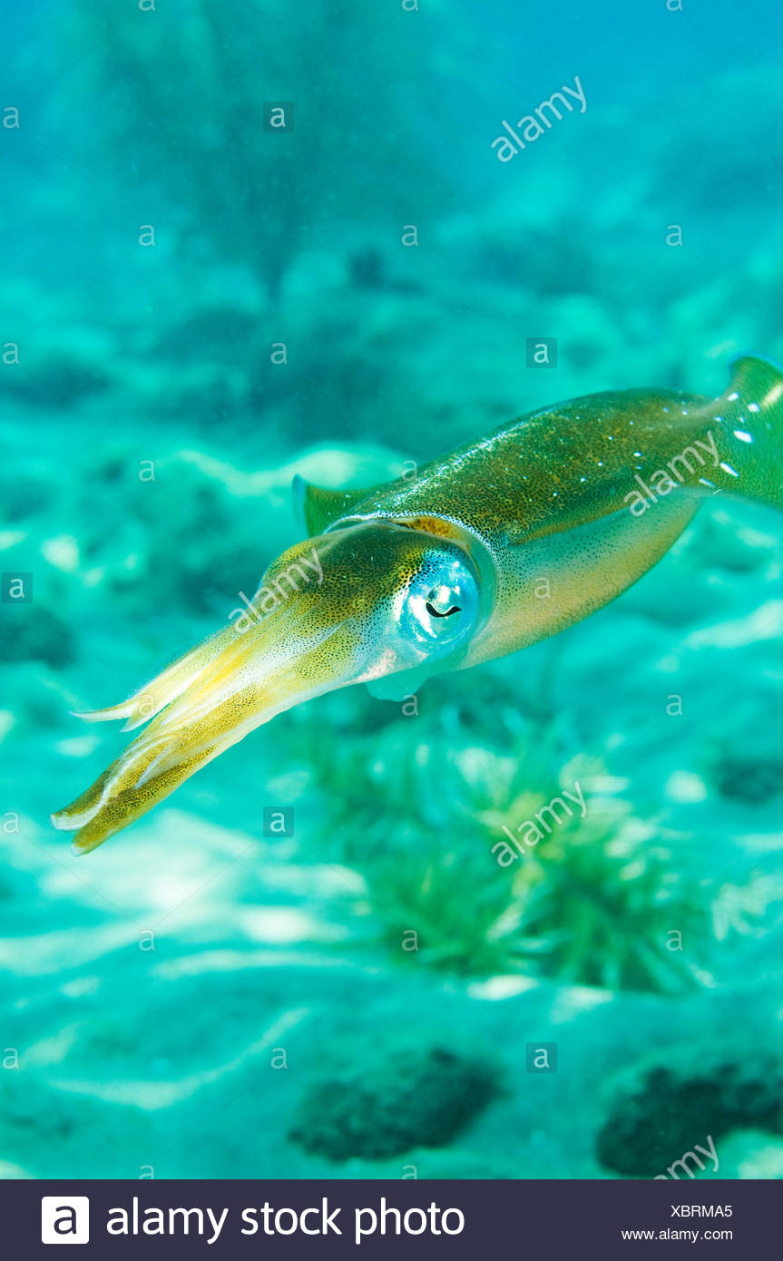 Caribbean Reef Squid High Resolution Stock Photography and Images - Alamy