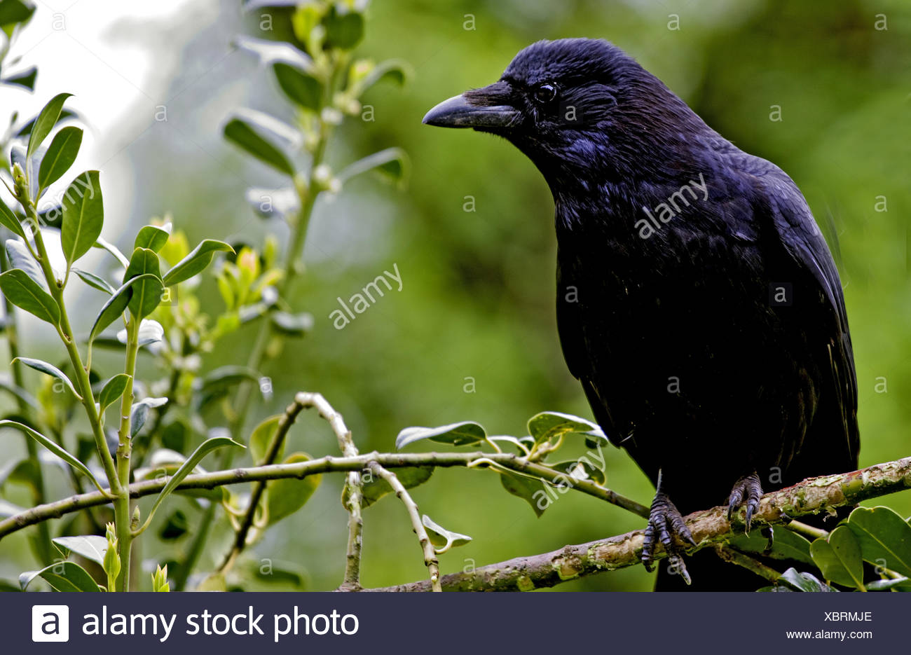 Raben Stock Photos & Raben Stock Images - Alamy