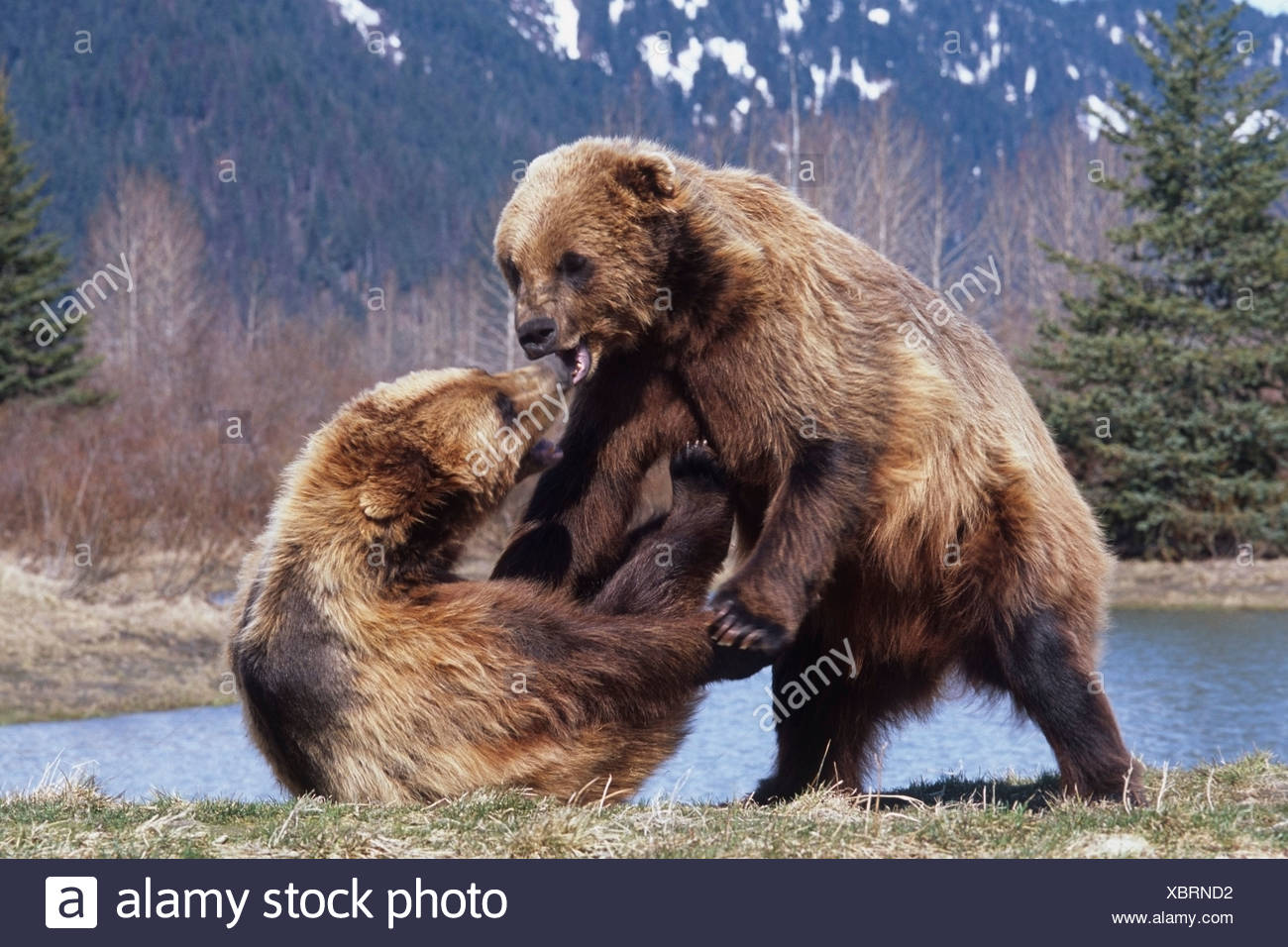 Grizzly Bears Fighting Stock Photos & Grizzly Bears Fighting Stock ...