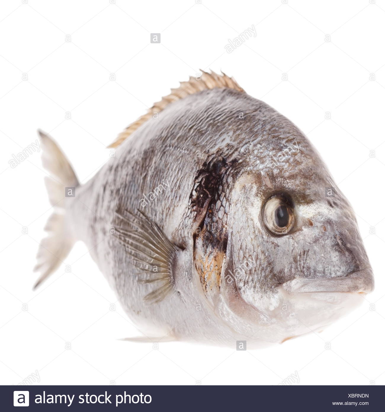 Daurade High Resolution Stock Photography and Images - Alamy