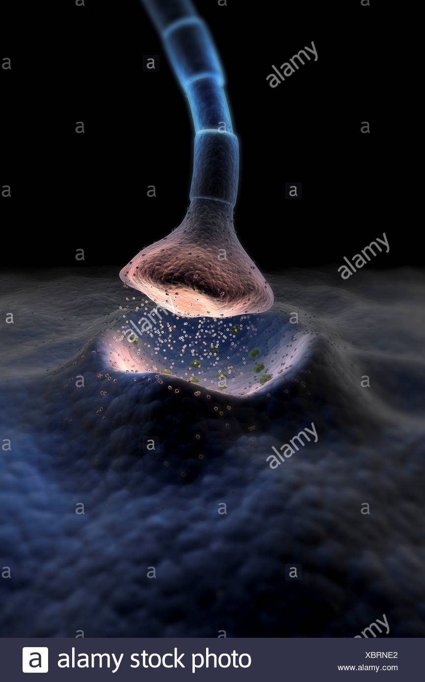 Synaptic Cleft High Resolution Stock Photography and Images - Alamy