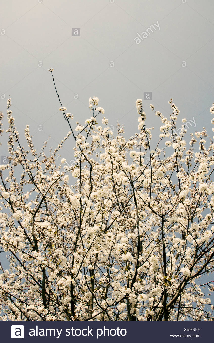 Prunus Flowers High Resolution Stock Photography and Images - Alamy