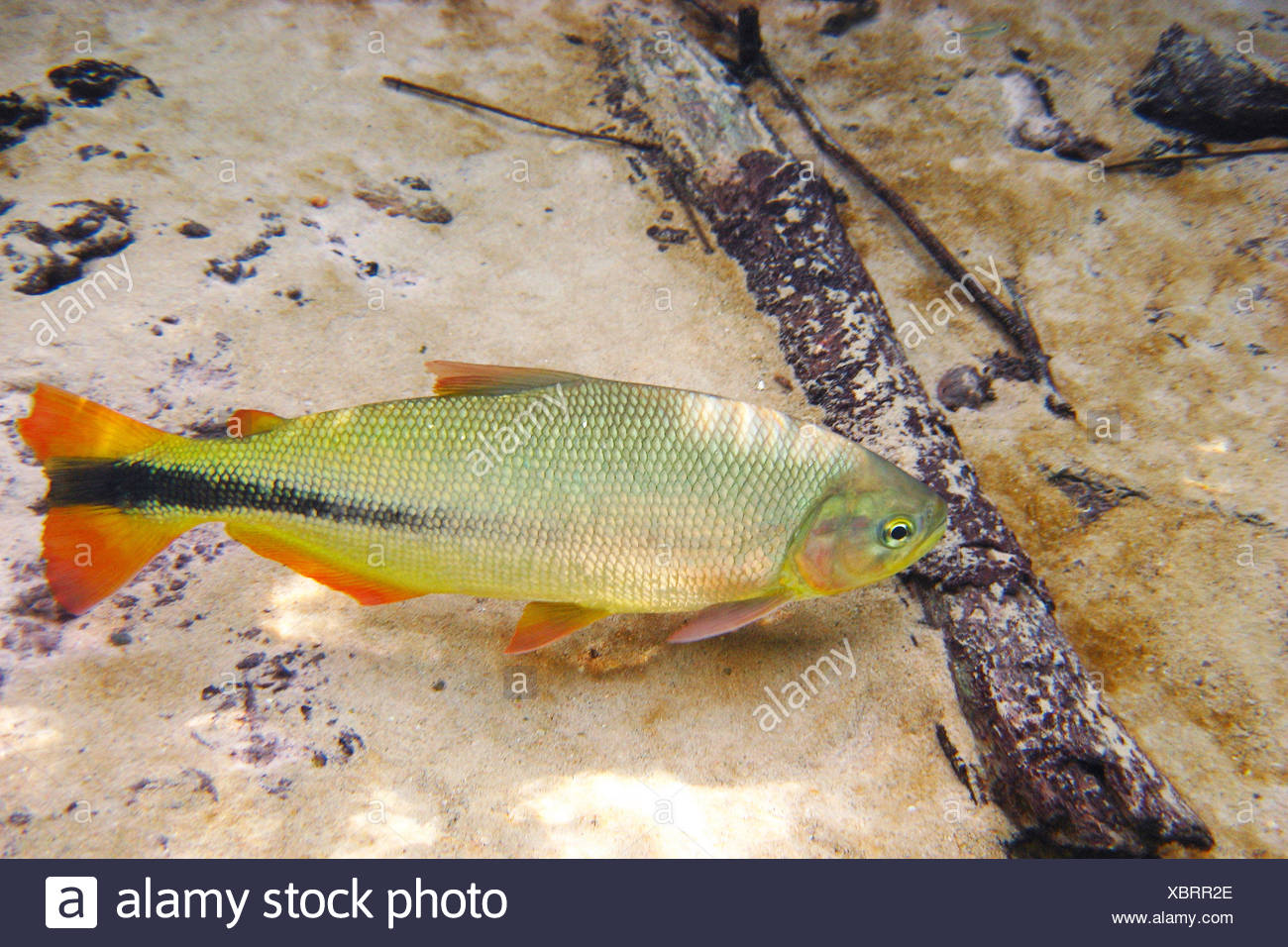 Piraputanga High Resolution Stock Photography and Images - Alamy