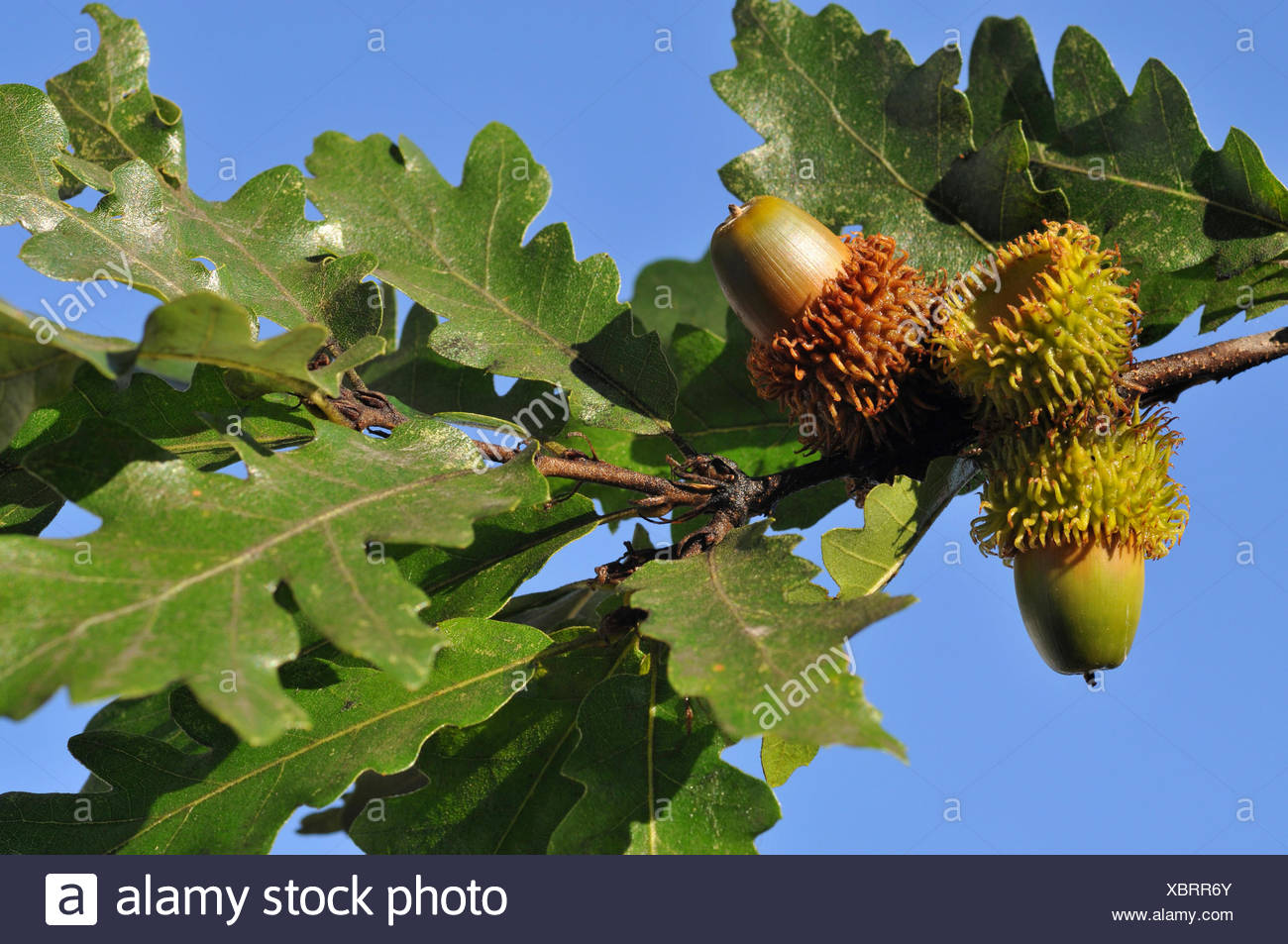 Turkey Oak Tree Stock Photos & Turkey Oak Tree Stock Images - Alamy