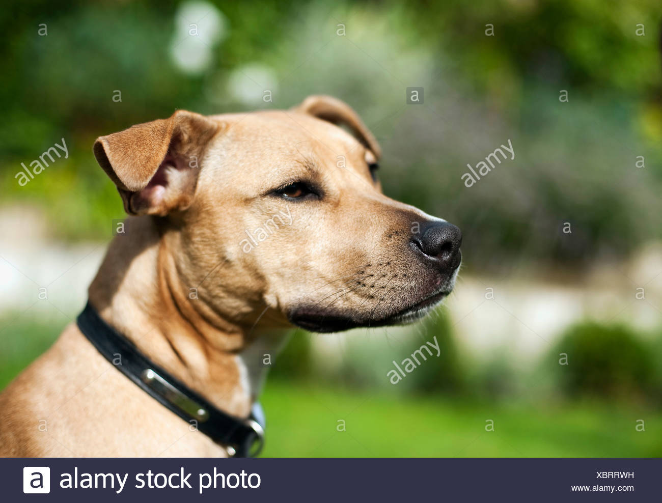 Mongrel High Resolution Stock Photography and Images - Alamy