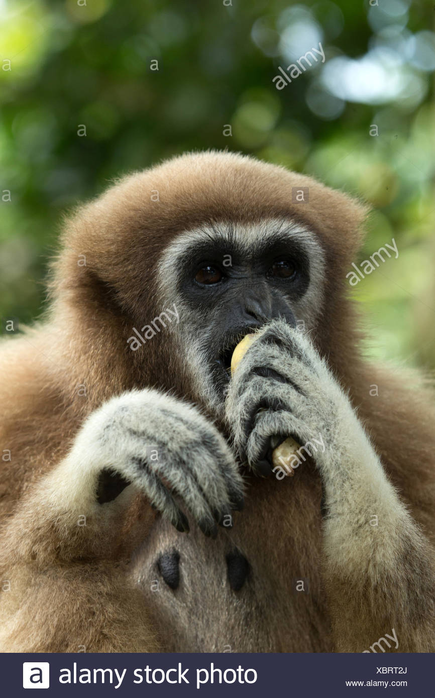 Pileated Gibbon Stock Photos & Pileated Gibbon Stock Images - Alamy
