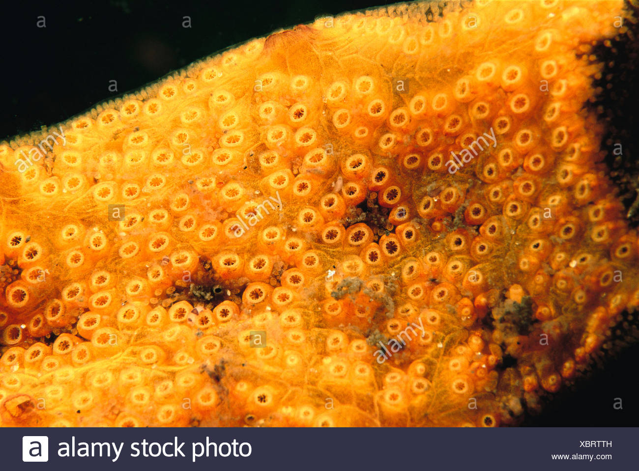 Botryllus High Resolution Stock Photography and Images - Alamy