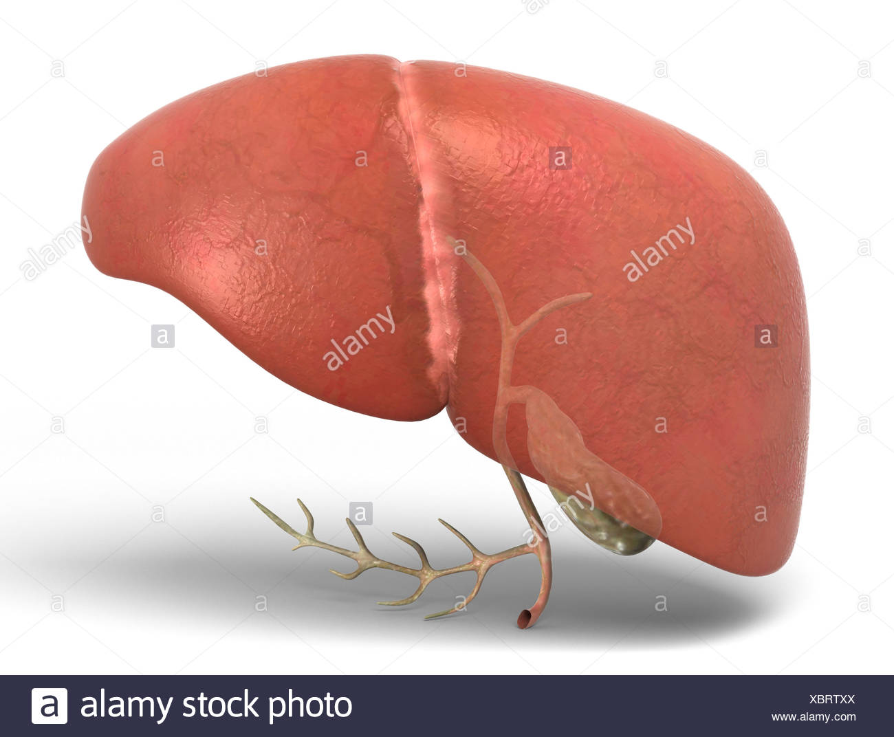 Liver And Gallbladder Stock Photos & Liver And Gallbladder Stock Images ...