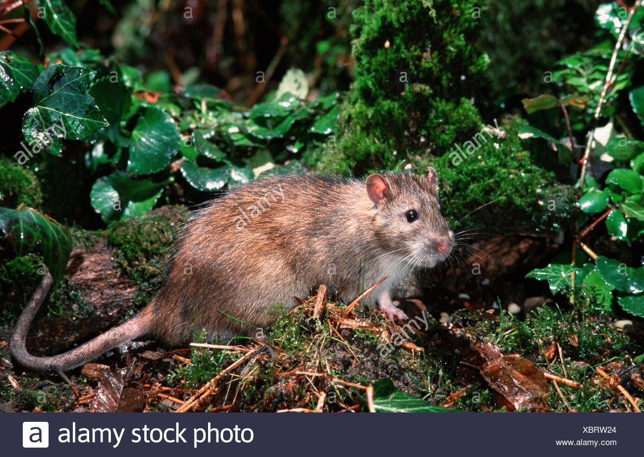 Wanderratte Stock Photos & Wanderratte Stock Images - Alamy