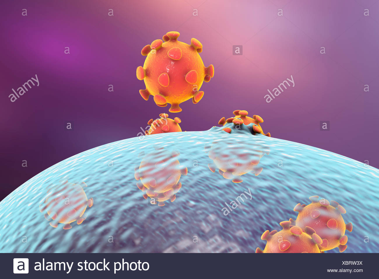 Viral Replication High Resolution Stock Photography and Images - Alamy