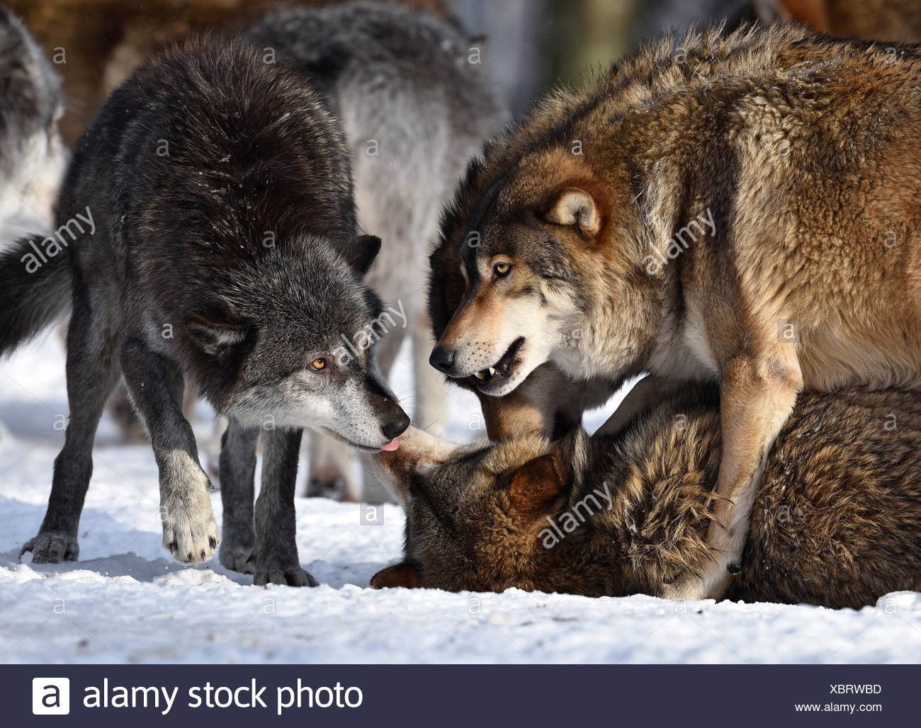 Wolf Pack With Alpha Male High Resolution Stock Photography and Images ...