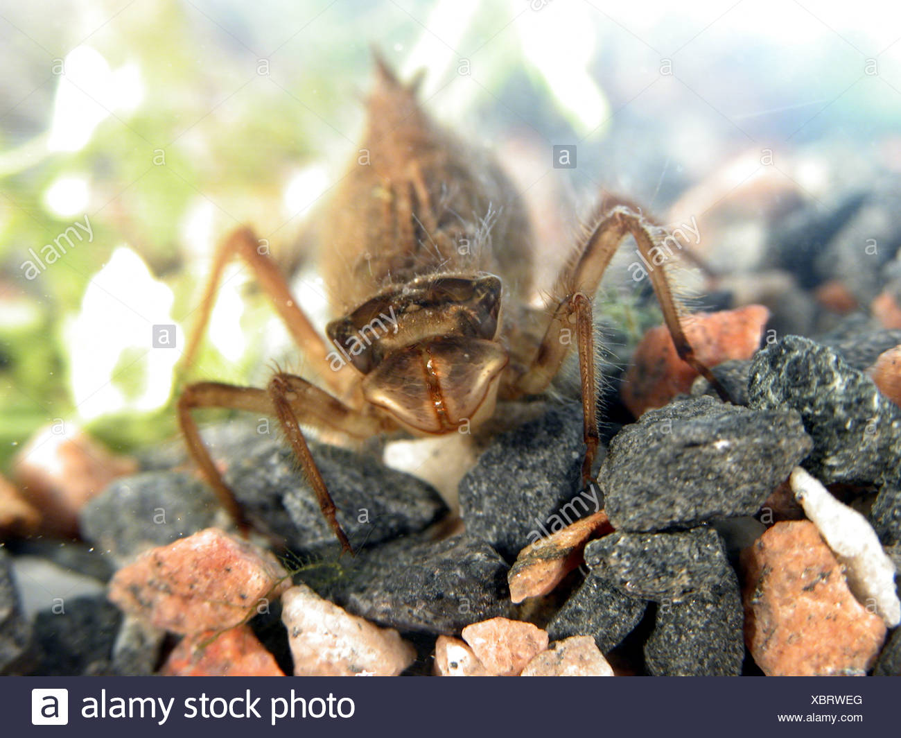 Portrait Biopix High Resolution Stock Photography and Images - Alamy