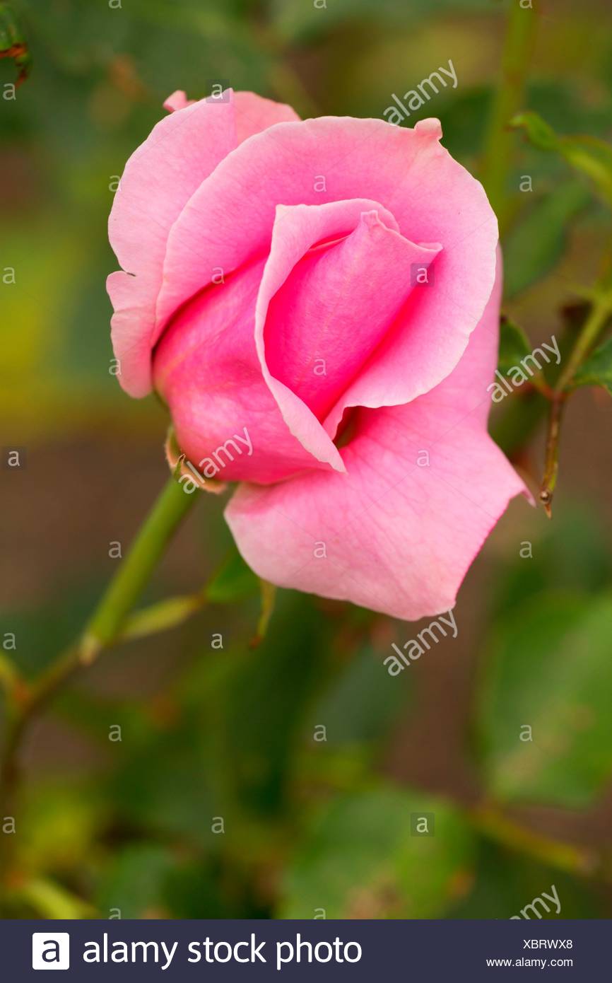 Bewitched Stock Photos & Bewitched Stock Images - Alamy