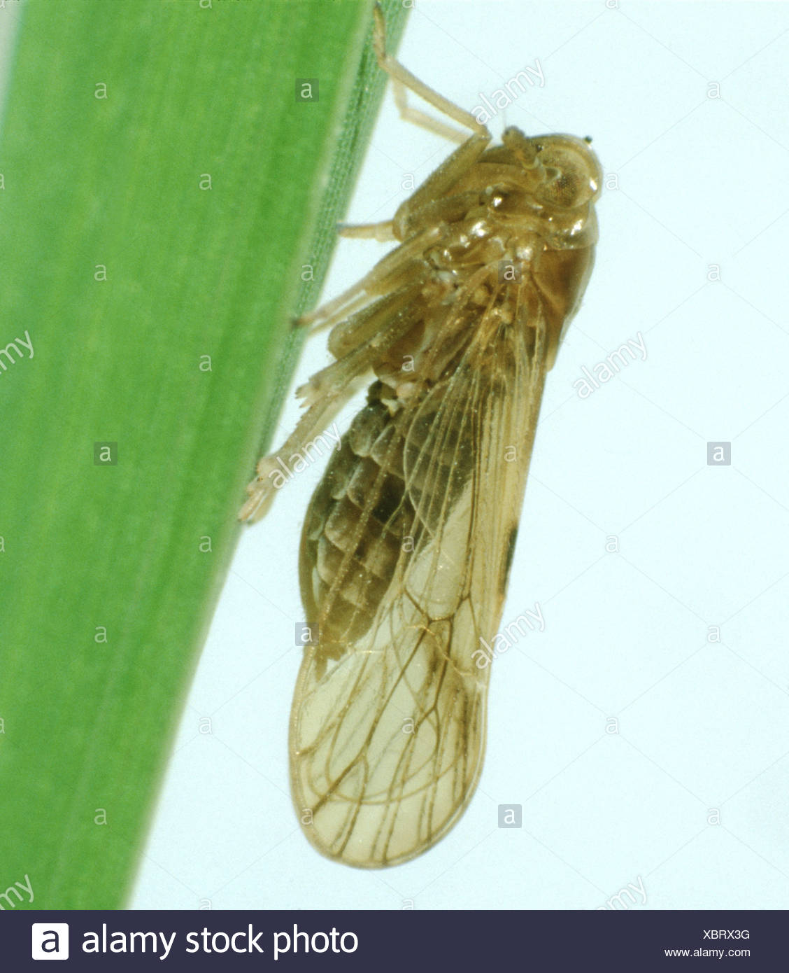 Rice Brown Plant Hopper Stock Photos & Rice Brown Plant Hopper Stock ...
