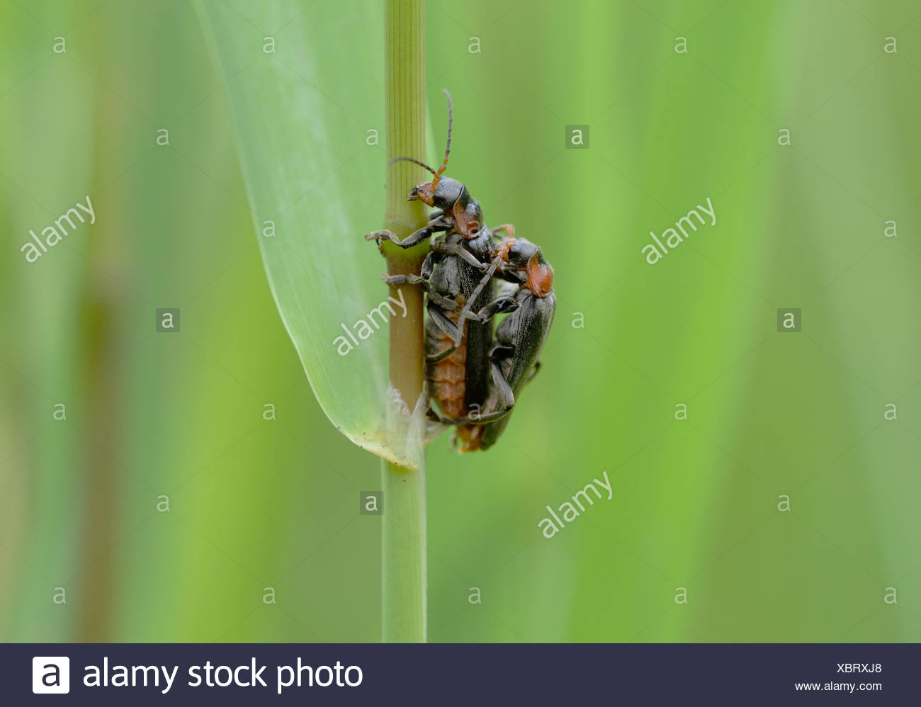 Black Soldier Beetle High Resolution Stock Photography and Images - Alamy