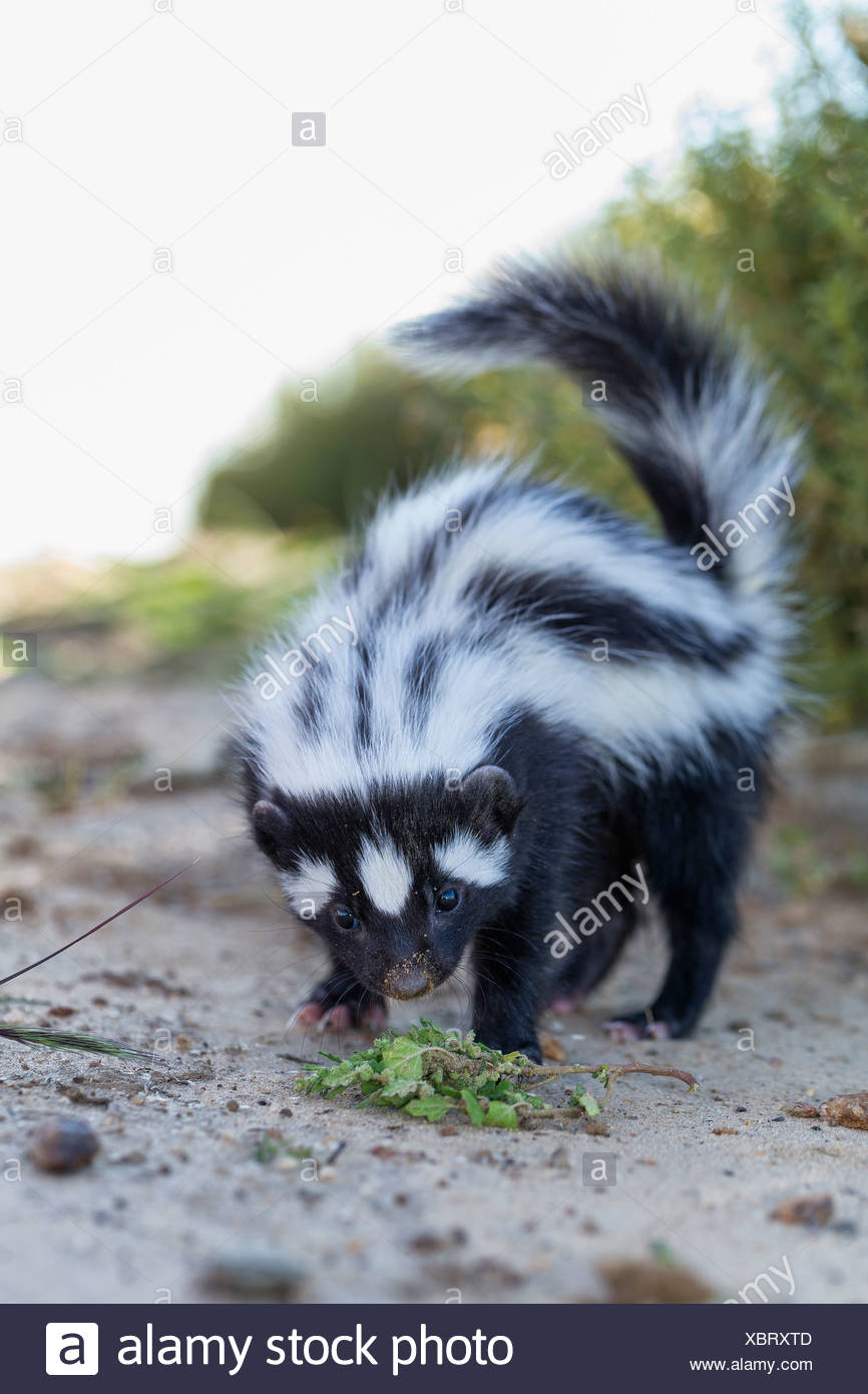 Striped Polecat Stock Photos & Striped Polecat Stock Images - Alamy