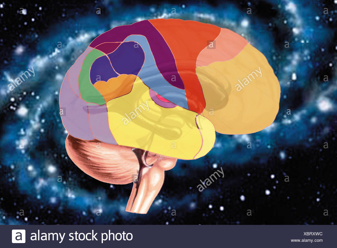 Frontal Gyri High Resolution Stock Photography and Images - Alamy