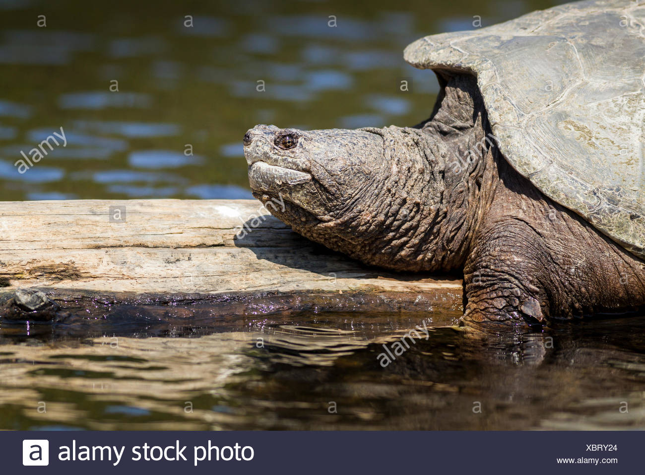 Snapping Turtle Image High Resolution Stock Photography and Images - Alamy