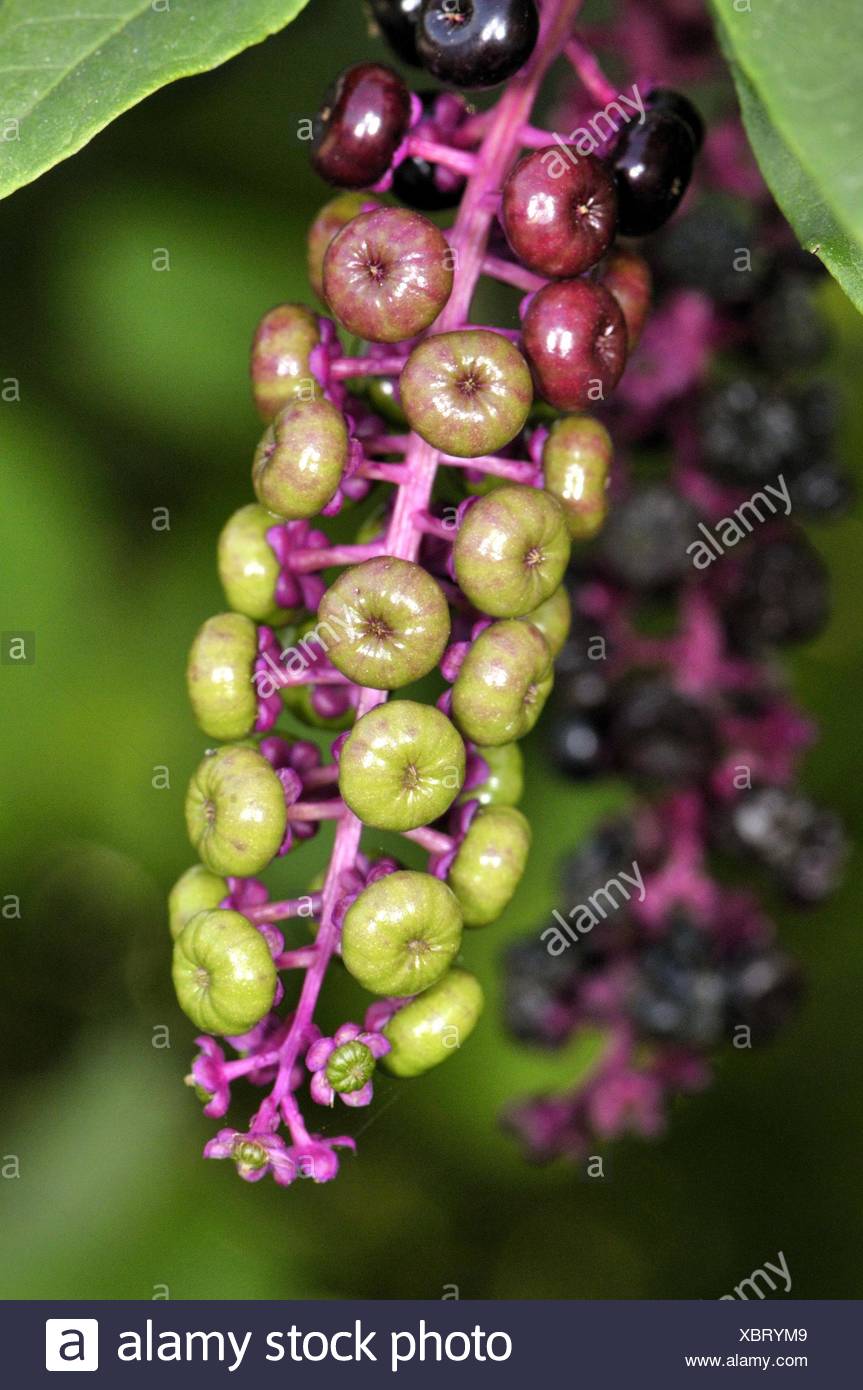 American Pokeweed Phytolacca Americana Stock Photos & American Pokeweed ...